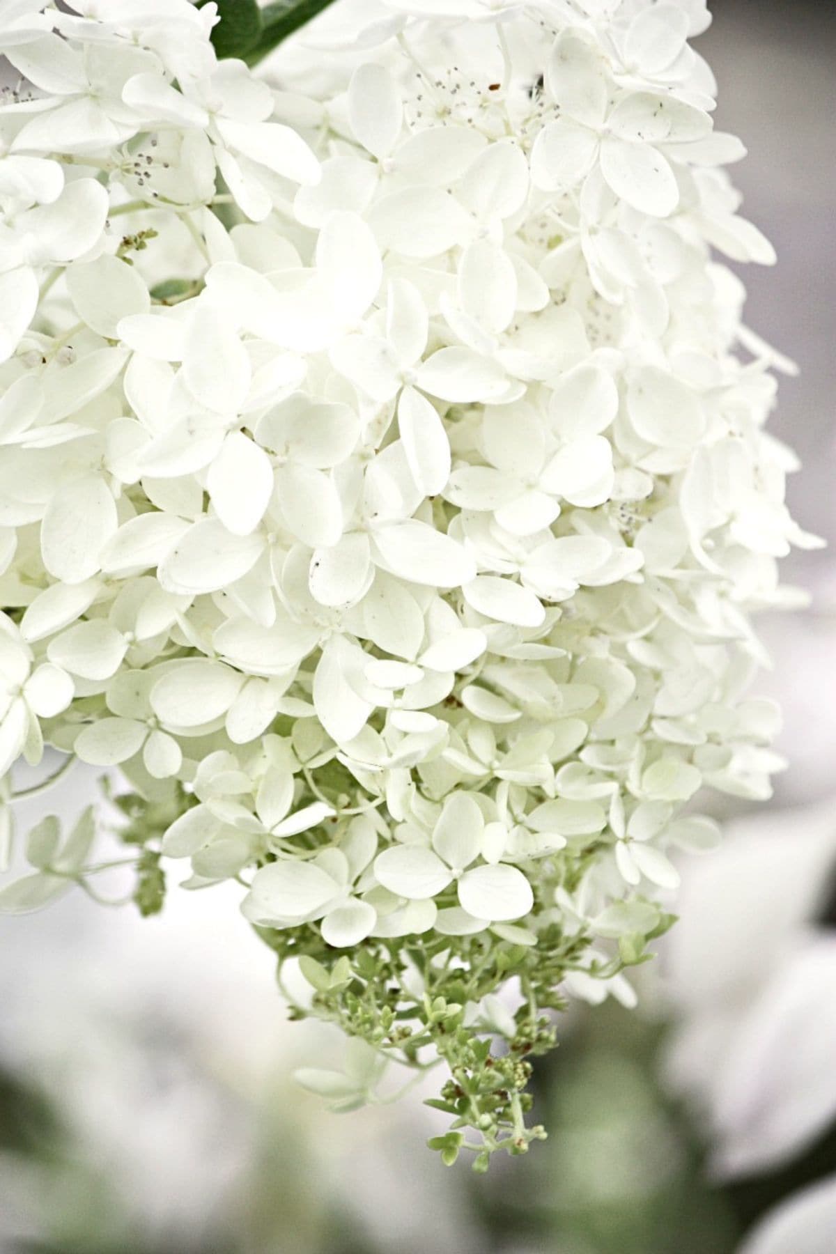 The secret For Keeping Cut Hydrangeas Fresh Longer - StoneGable